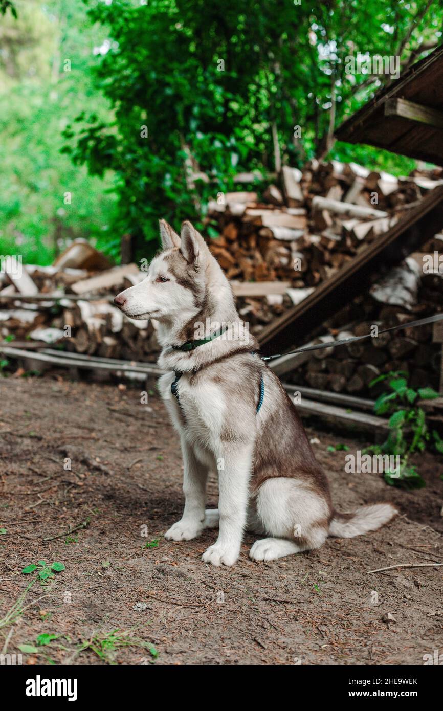 Siberian Hasky sitting on the floor,in the background are grass Stock ...