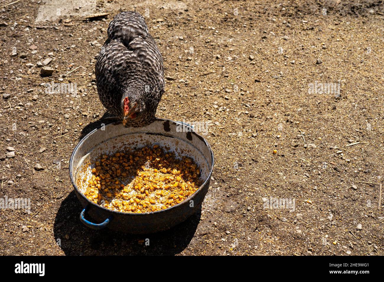 Chicken is eating corn from a metal bow outside on open air Stock Photo ...