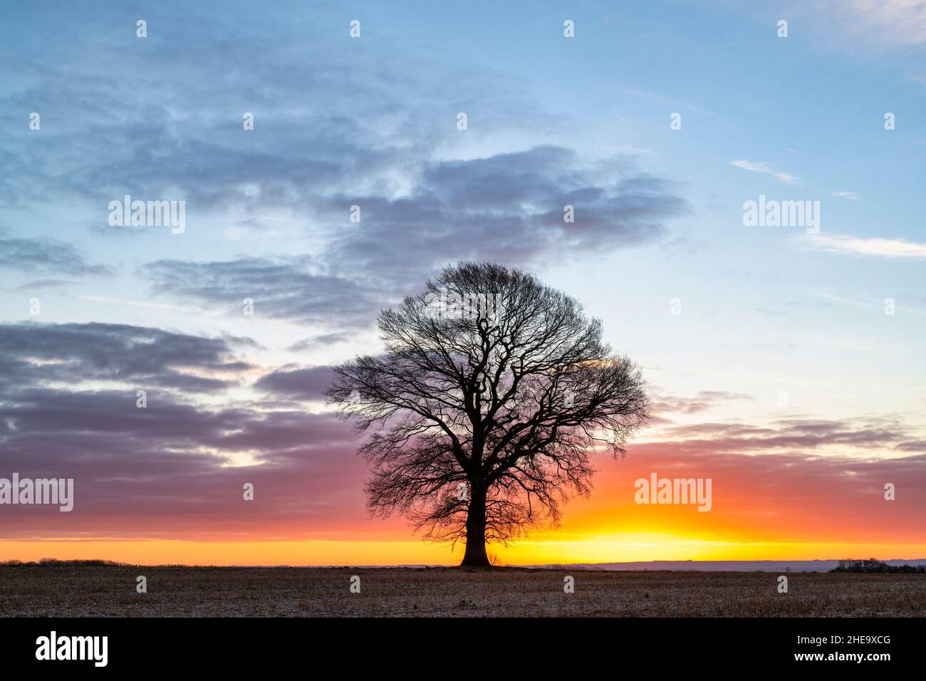 Quercus. Oak Tree sunrise silhouette in the cotswold countryside ...