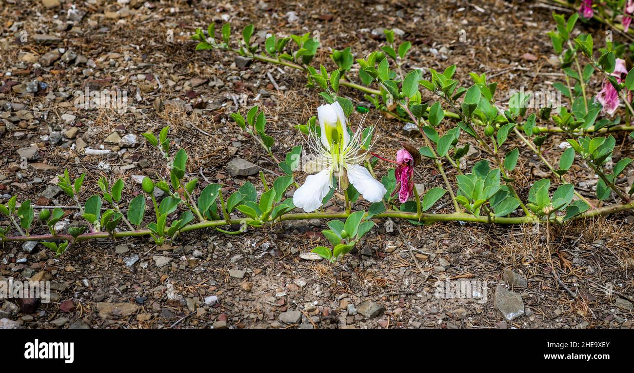 Flinders rose (Capparis spinosa, caper bush) - edible flower buds ...