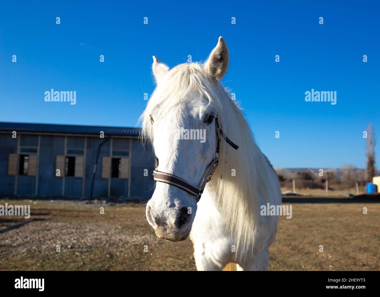 beautiful white horse in the animal pen at the ranch in the village ...
