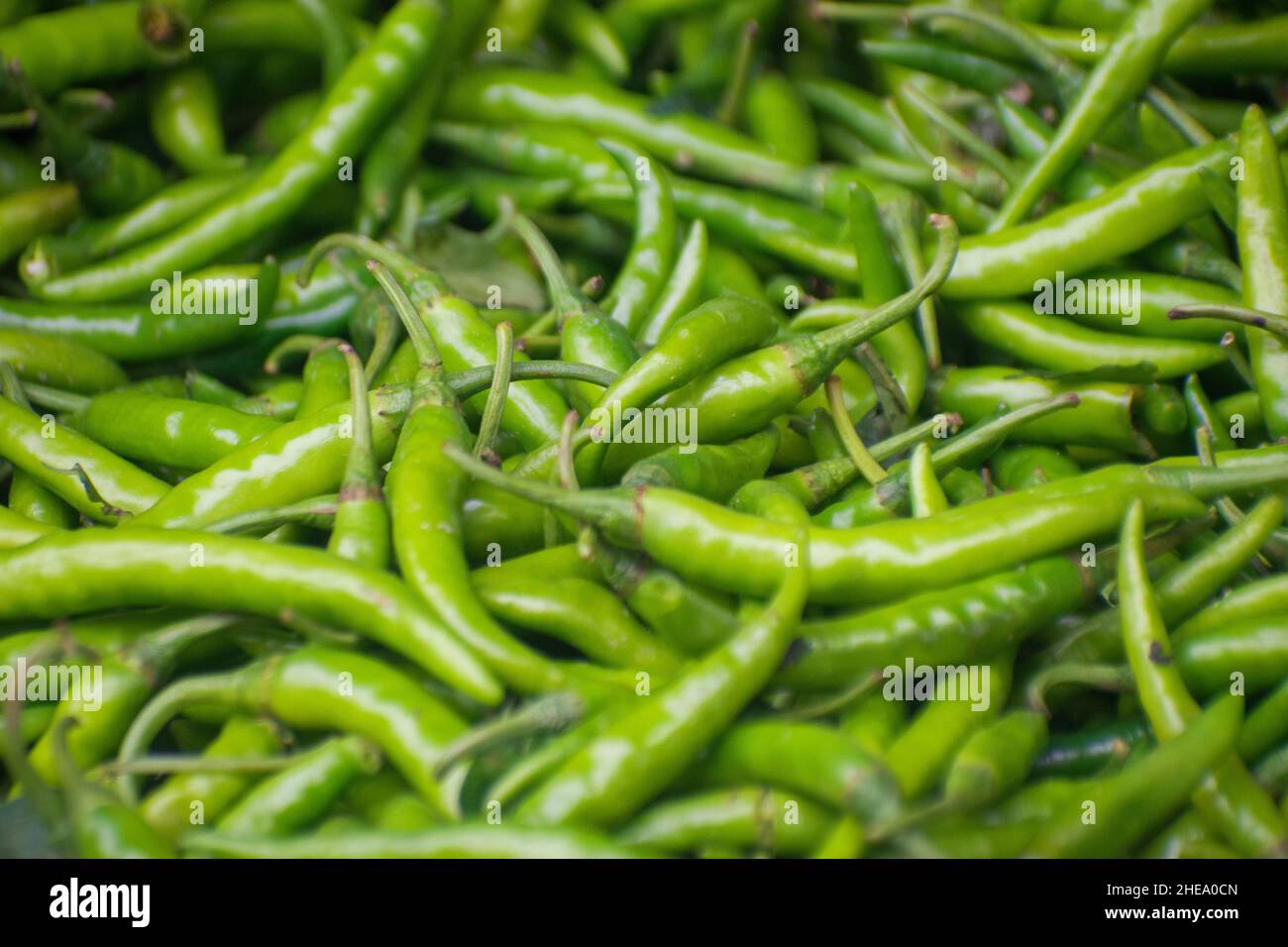 Cayenne pepper plant growing hi-res stock photography and images - Alamy