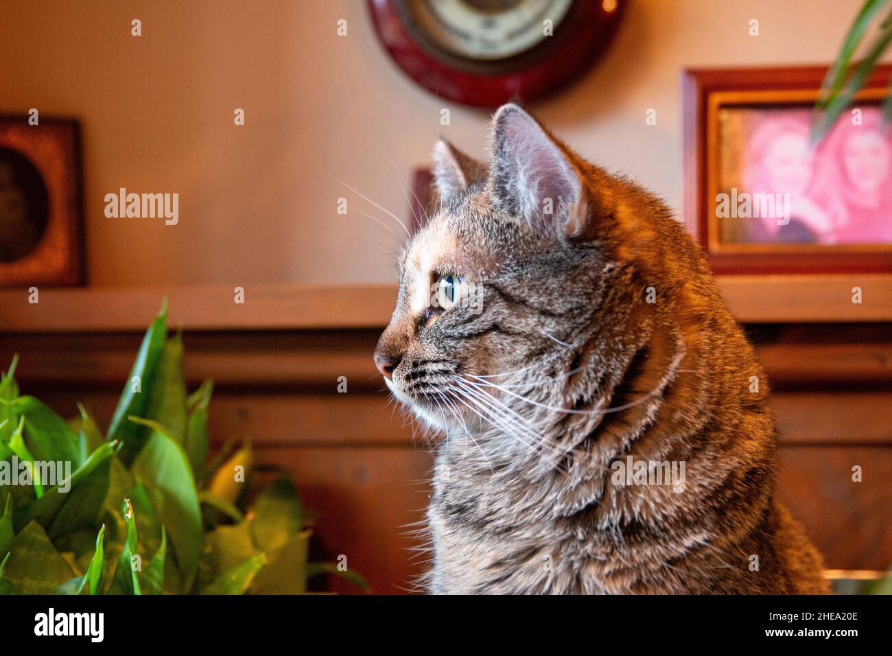 Side profile of a cute domestic tabby cat looking outside the window ...