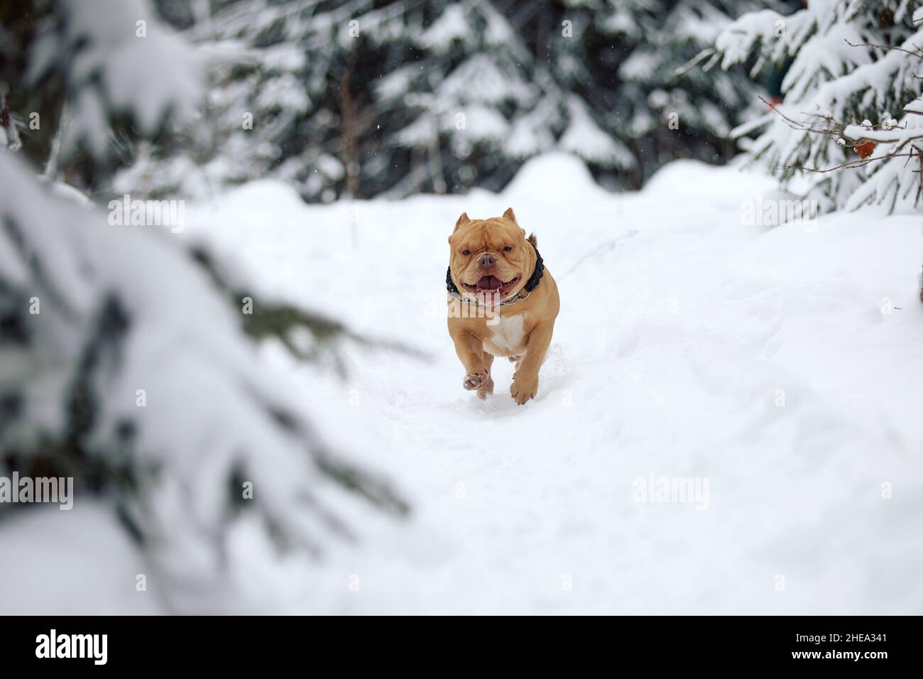 American bully snow hi-res stock photography and images - Alamy