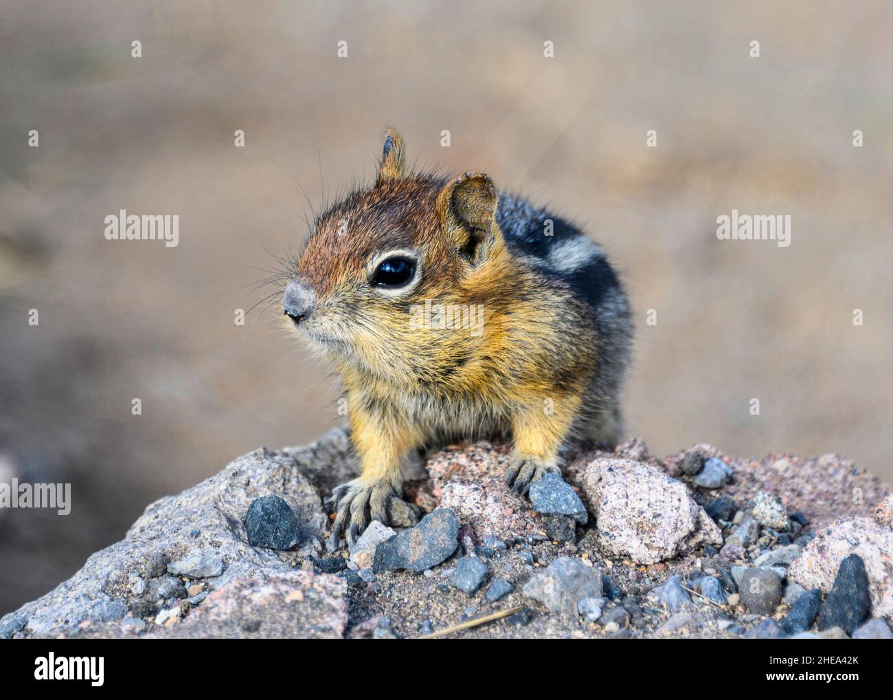 Very cute little chipmunk portrait. Detailed close up picture of its ...