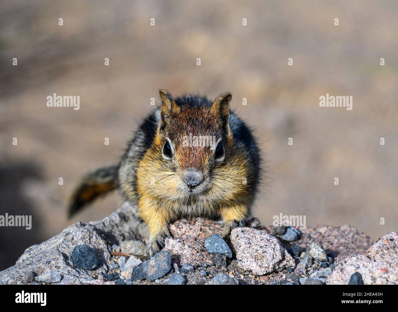 Very cute little chipmunk portrait. Detailed close up picture of its ...