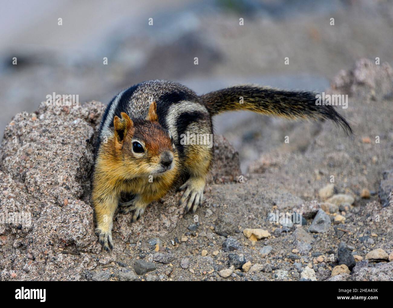 Very cute little chipmunk portrait. Detailed close up picture of its ...