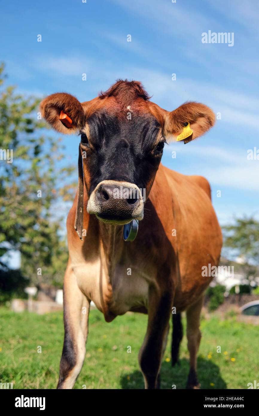 Cow With Big Ears High Resolution Stock Photography and Images - Alamy