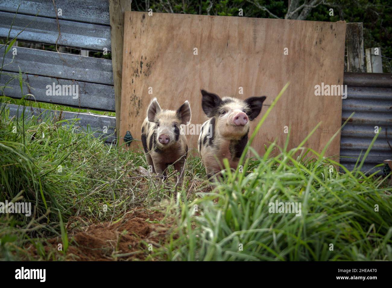 Curious piglets playing on the farm Stock Photo - Alamy