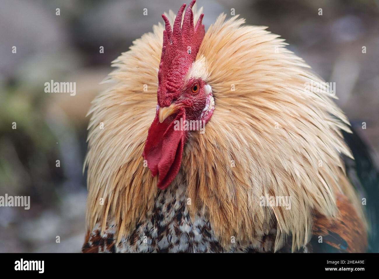 Close-up of a rooster with raised neck feathers in a family chicken ...