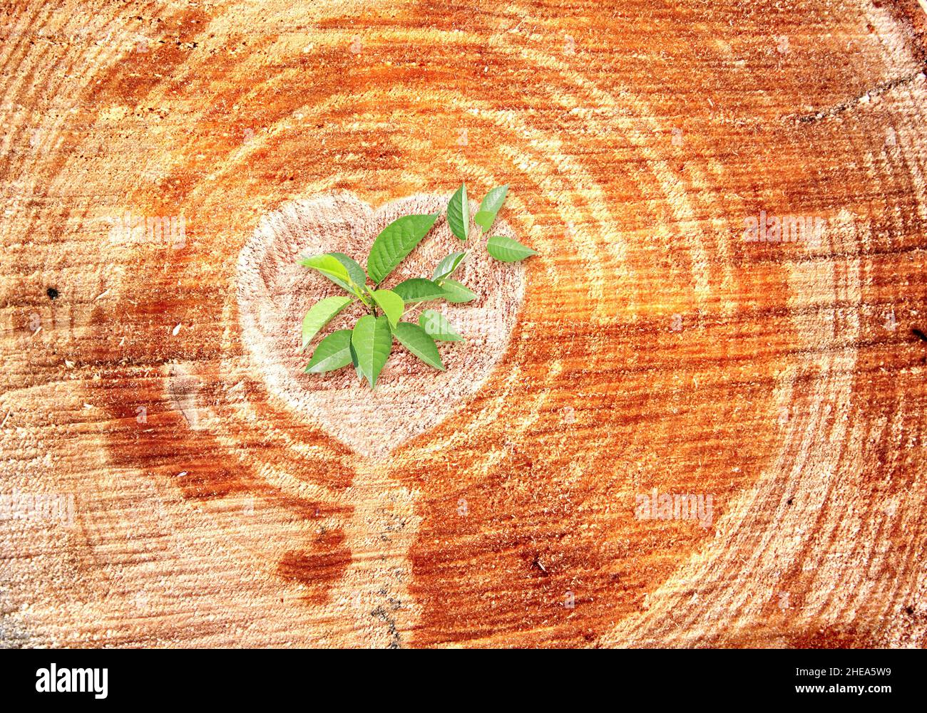 Heart of annual rings on tree trunk. Young green fresh leaf growing on ...