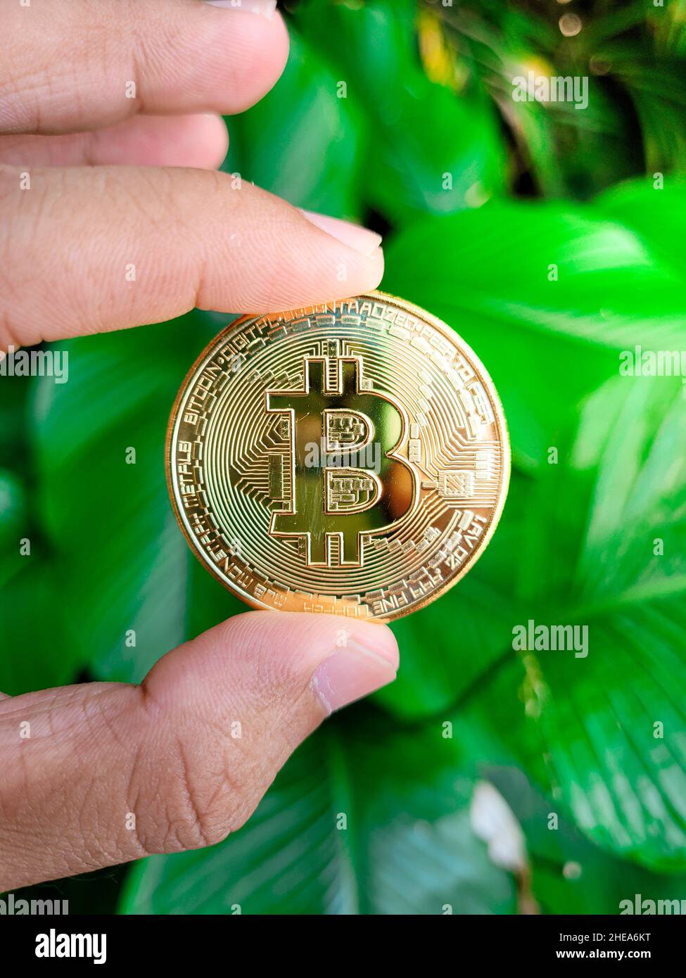 Man's hand holding a golden Bitcoin token coin with green nature ...