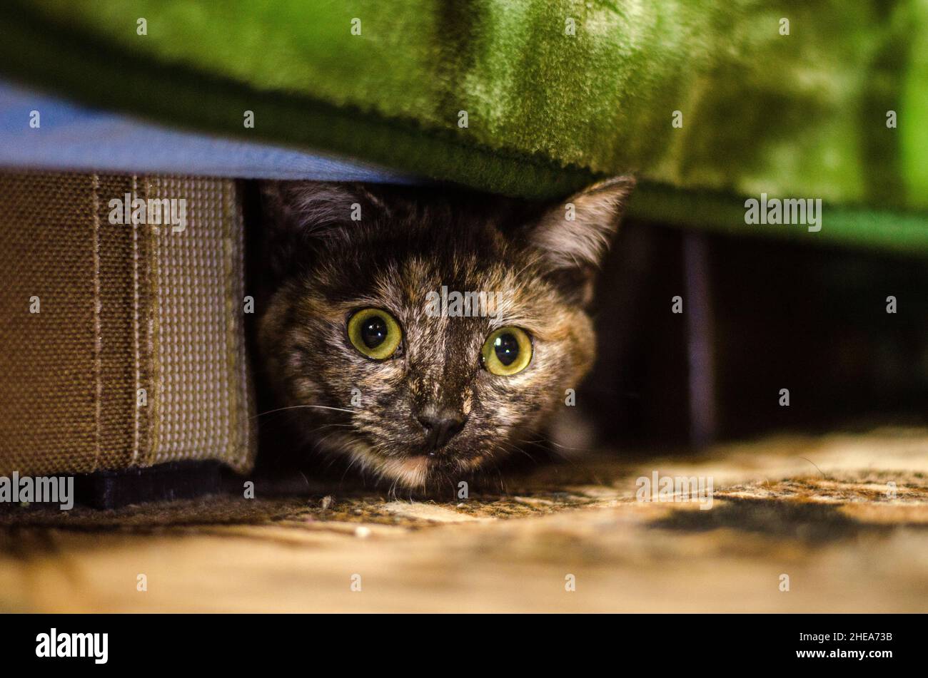 Cat thai animal portrait Stock Photo - Alamy