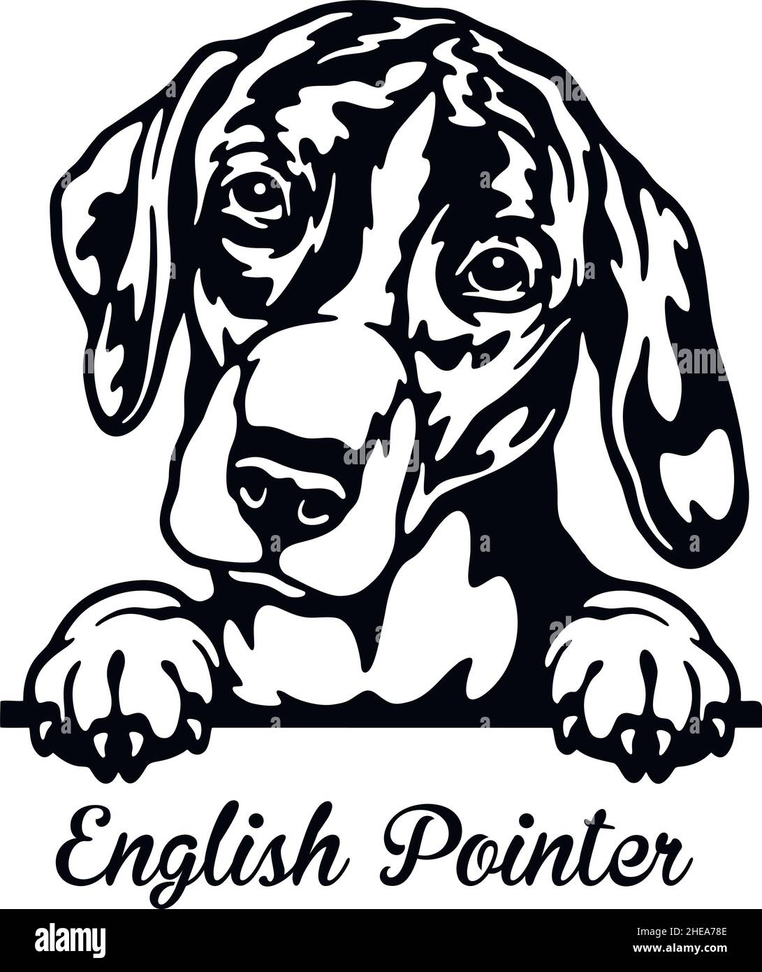English Pointer Peeking Dog - head isolated on white - vector stock ...