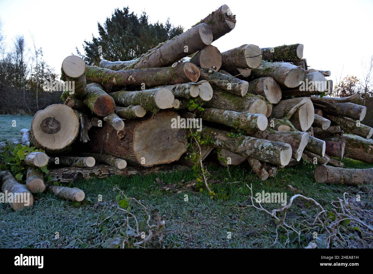 A large pile of freshly felled ash trees cut up after a storm resulted ...