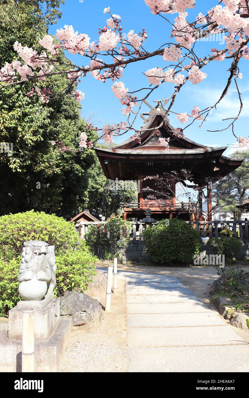 Medieval wooden pavilion in shinto temple and pink sakura flowers, Achi ...