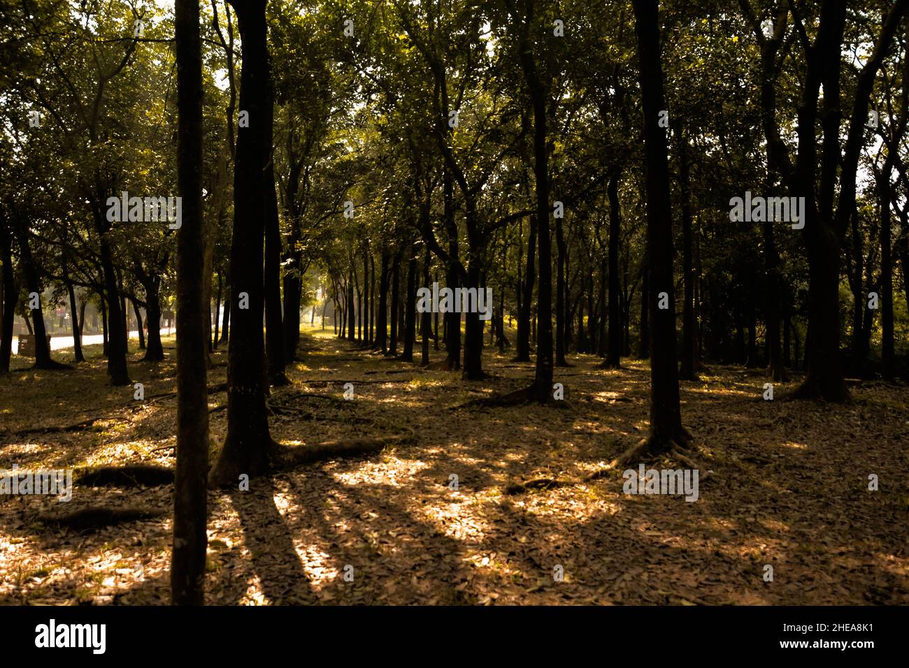 Dark forest photos hi-res stock photography and images - Alamy