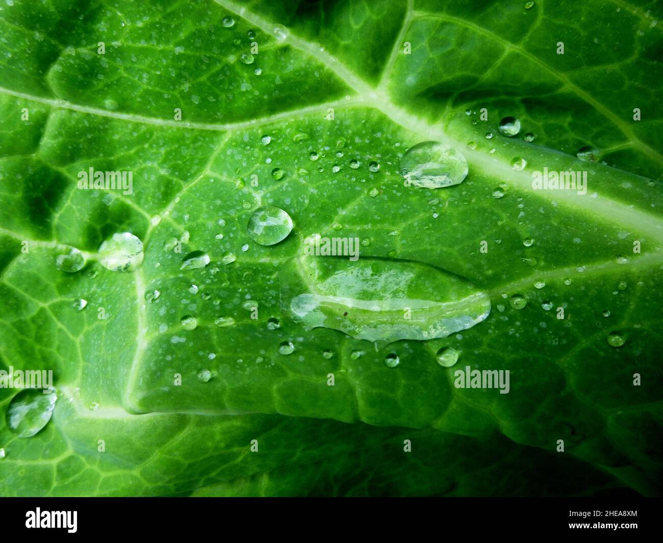 Water drops on green cabbage in the vegetable garden. Selective focus ...