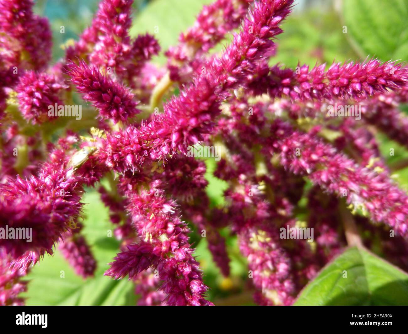 Amaranth flowers and plant, top view, garden in Siberia Russia Stock ...