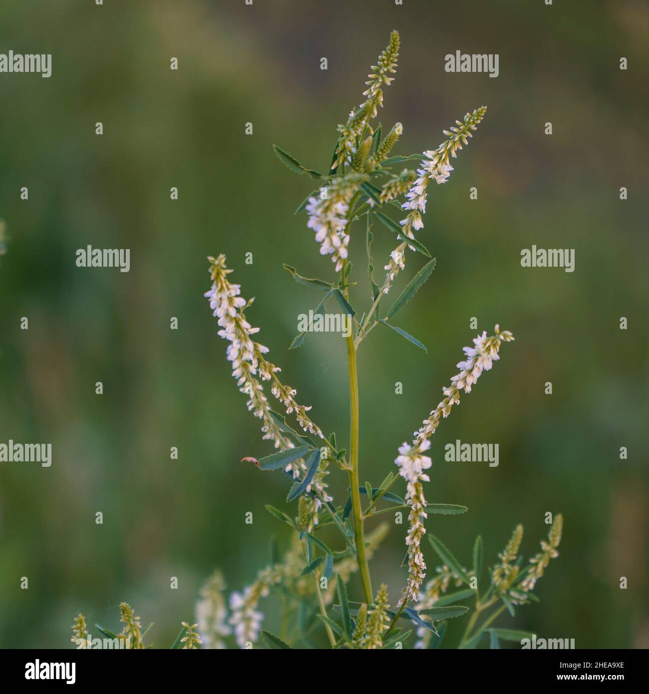 The plant is a white clover or white melilot in a meadow Stock Photo ...