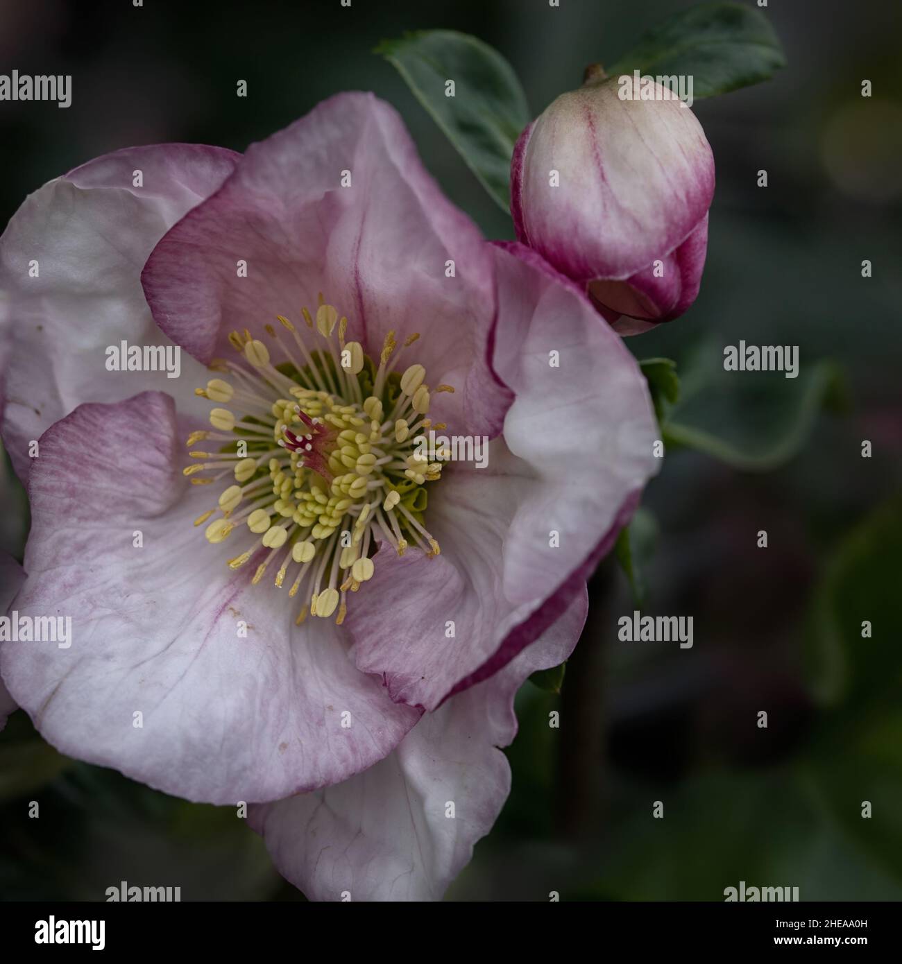 Hellebore liara hi-res stock photography and images - Alamy