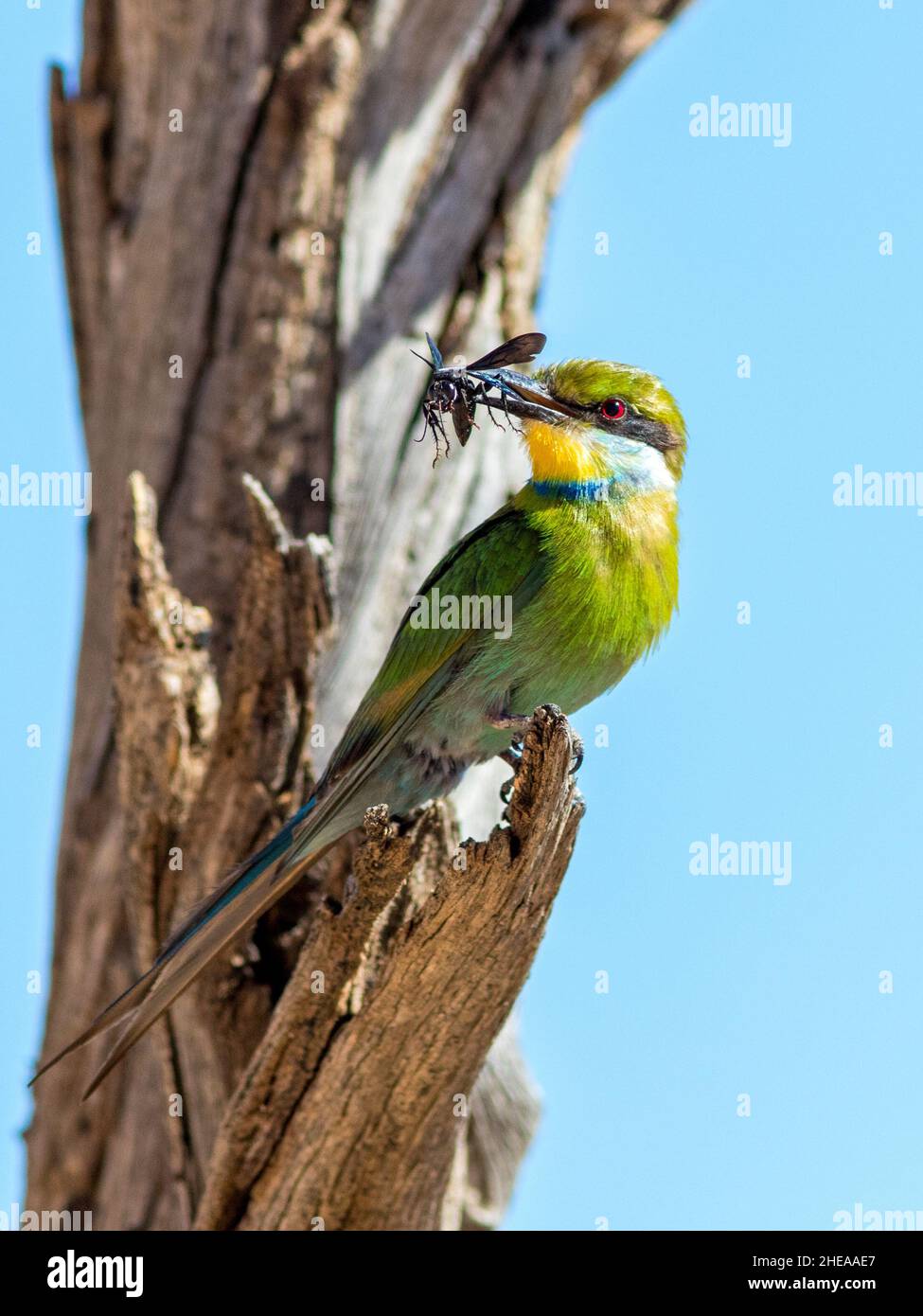 Bee catcher hi-res stock photography and images - Alamy
