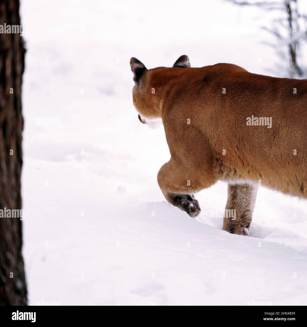 Mountain lion stalking prey hi-res stock photography and images - Alamy