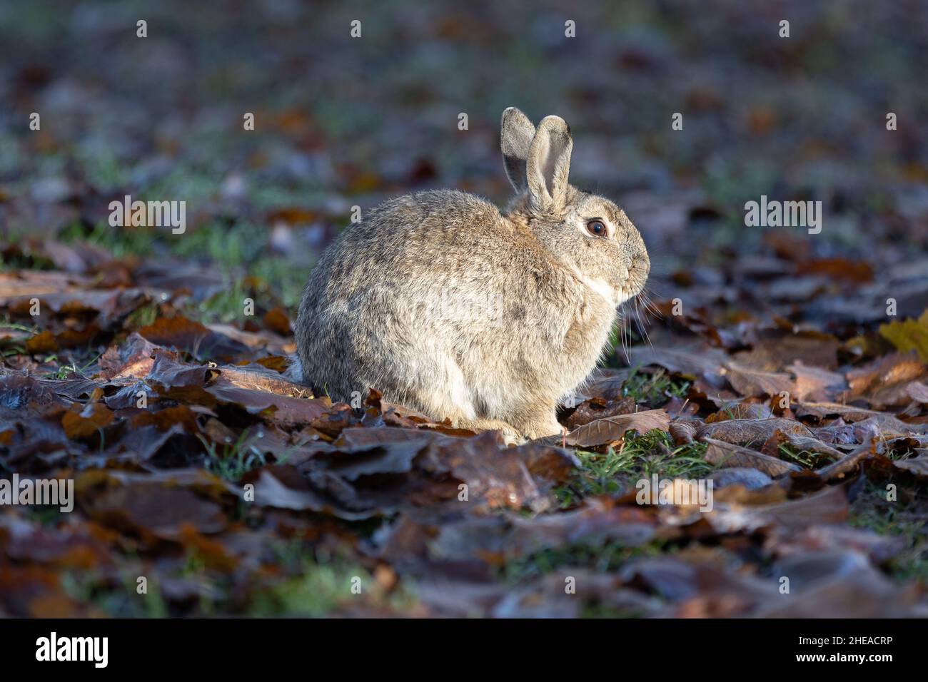 Small Brown Rabbit Standing outside Stock Photo - Alamy