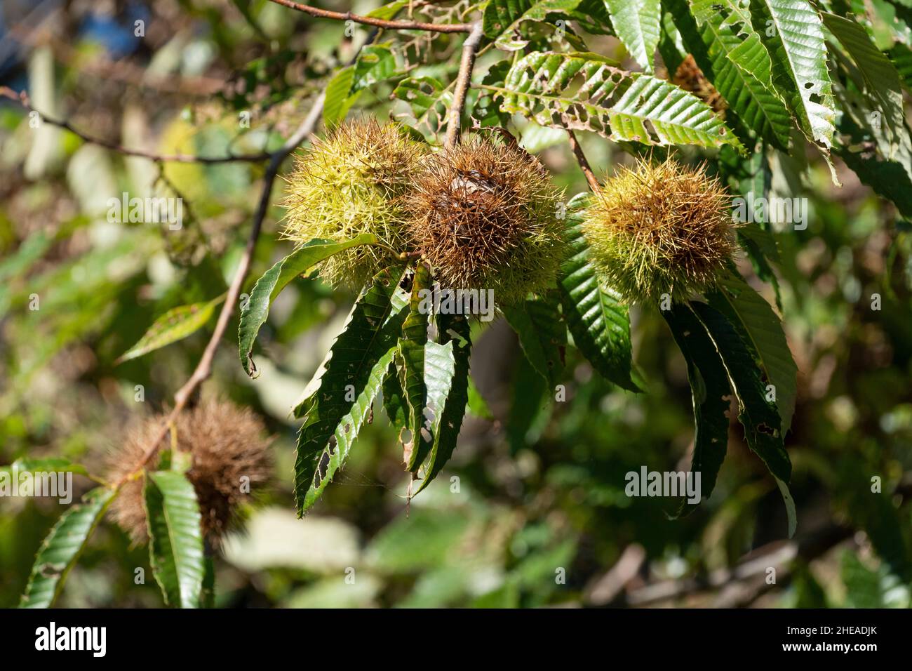 Japanese chestnut on tree in September, Isehara City, Kanagawa ...