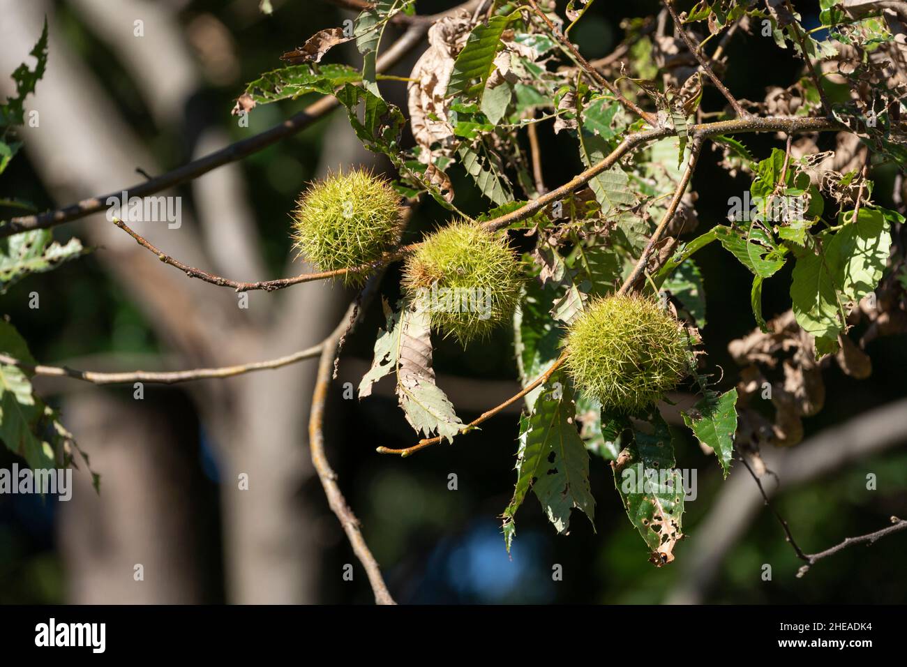 Japanese chestnut on tree in September, Isehara City, Kanagawa ...
