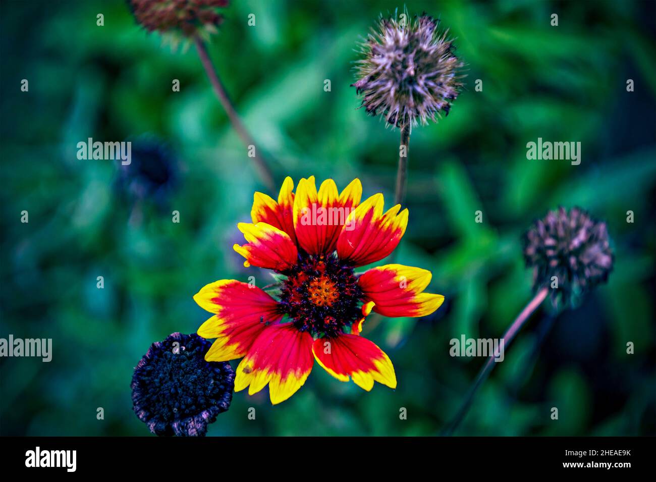 multicolored flowers in the flower bed in summer, lomography Stock ...