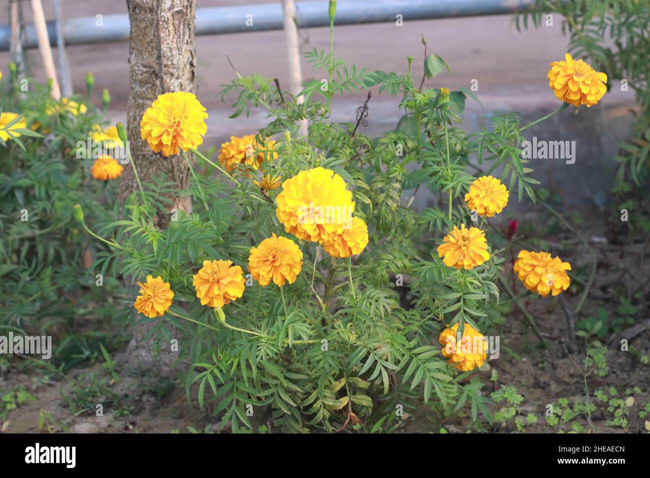 most beautiful marigold flower Stock Photo - Alamy