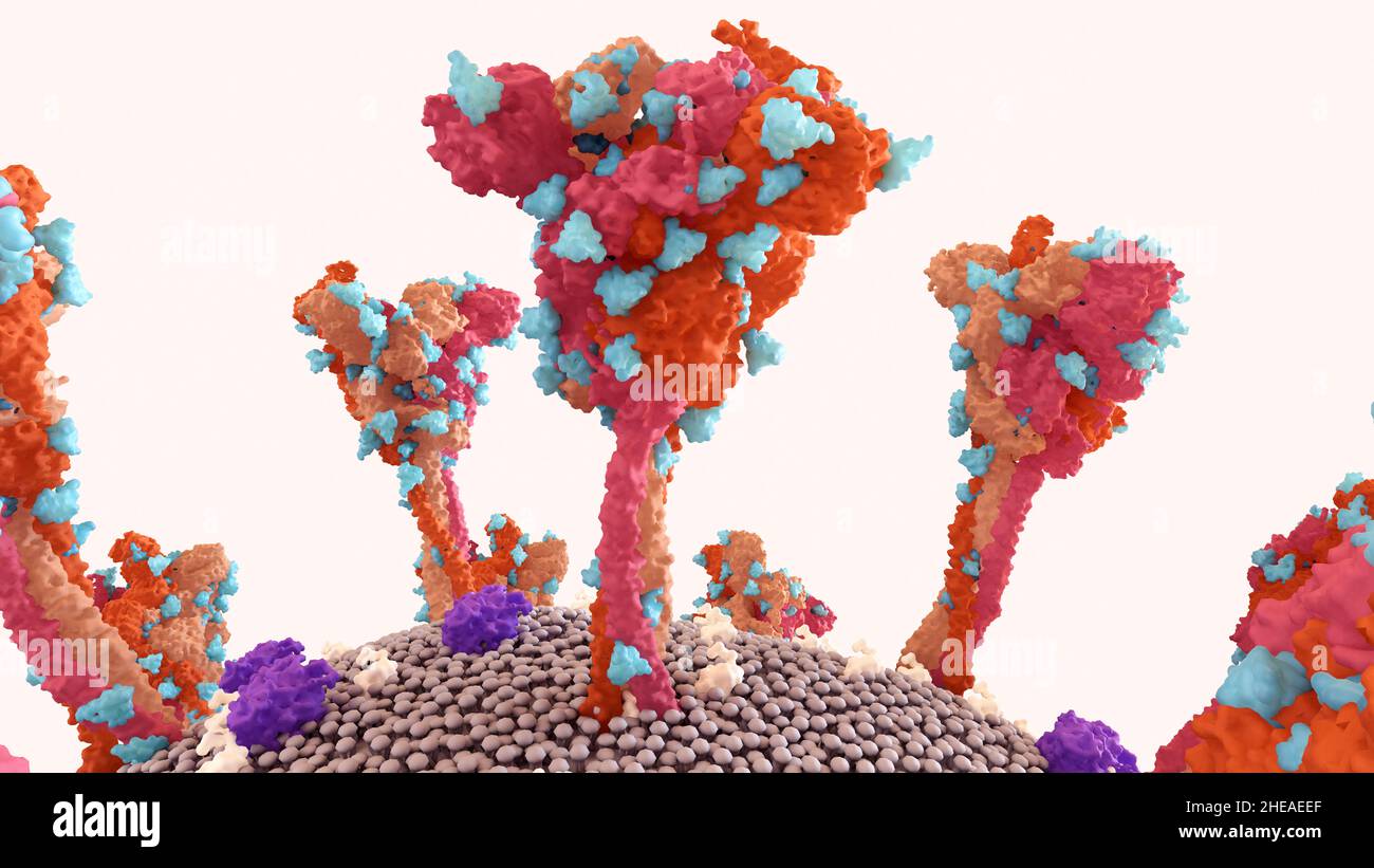 Coronavirus spike proteins, illustration Stock Photo - Alamy