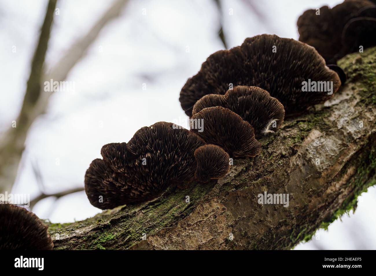 Winter landscape in the forest of La Garrotxa Stock Photo - Alamy