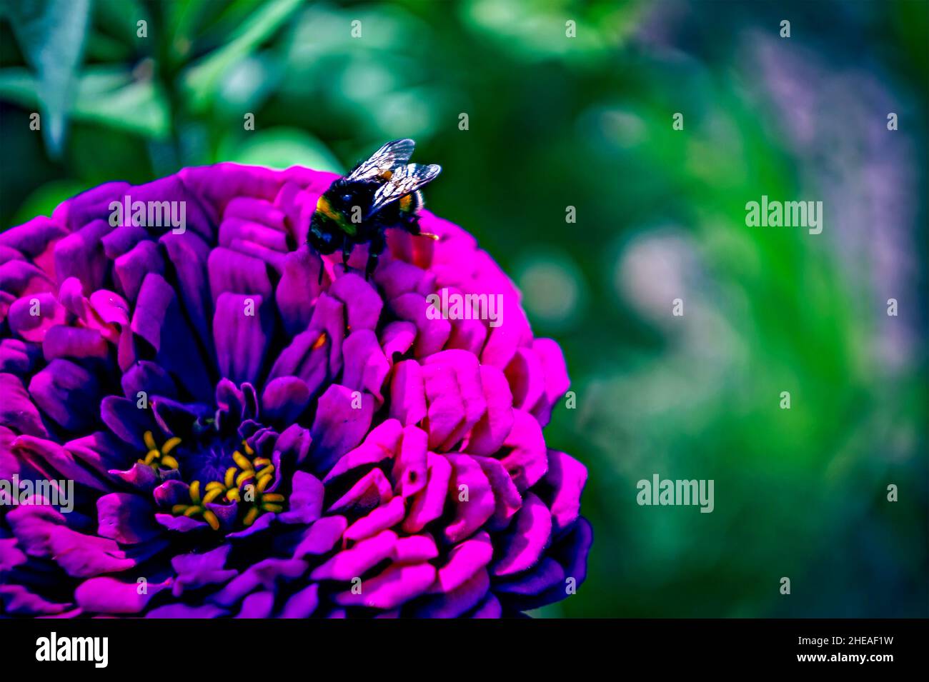 insects on beautiful flowers in the garden in summer, lomography Stock ...