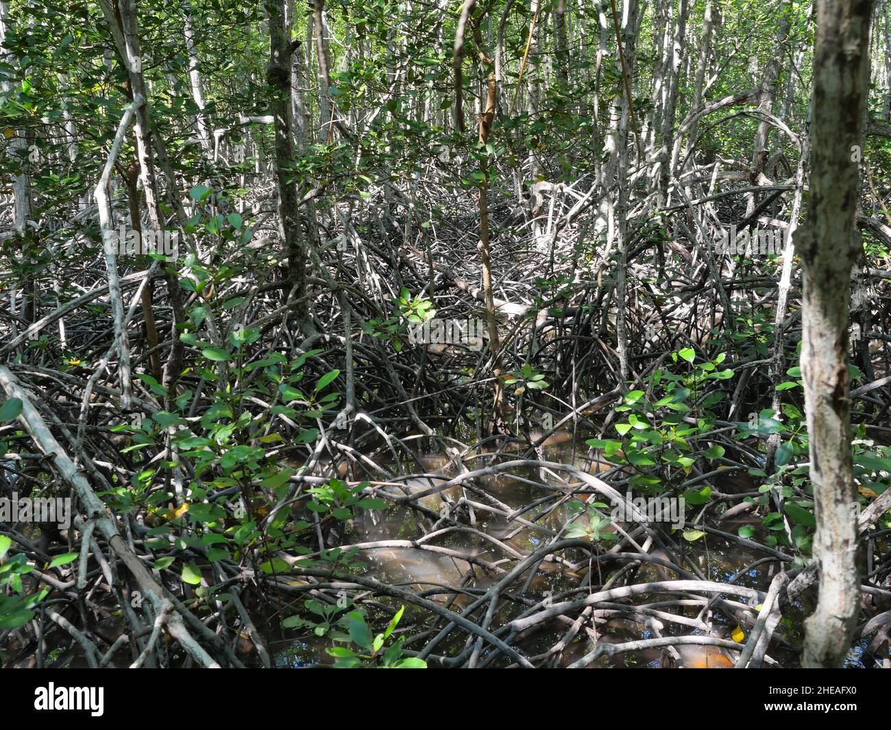 The mangrove roots in the flooded mud at Pranburi Forest Park, Natural ...