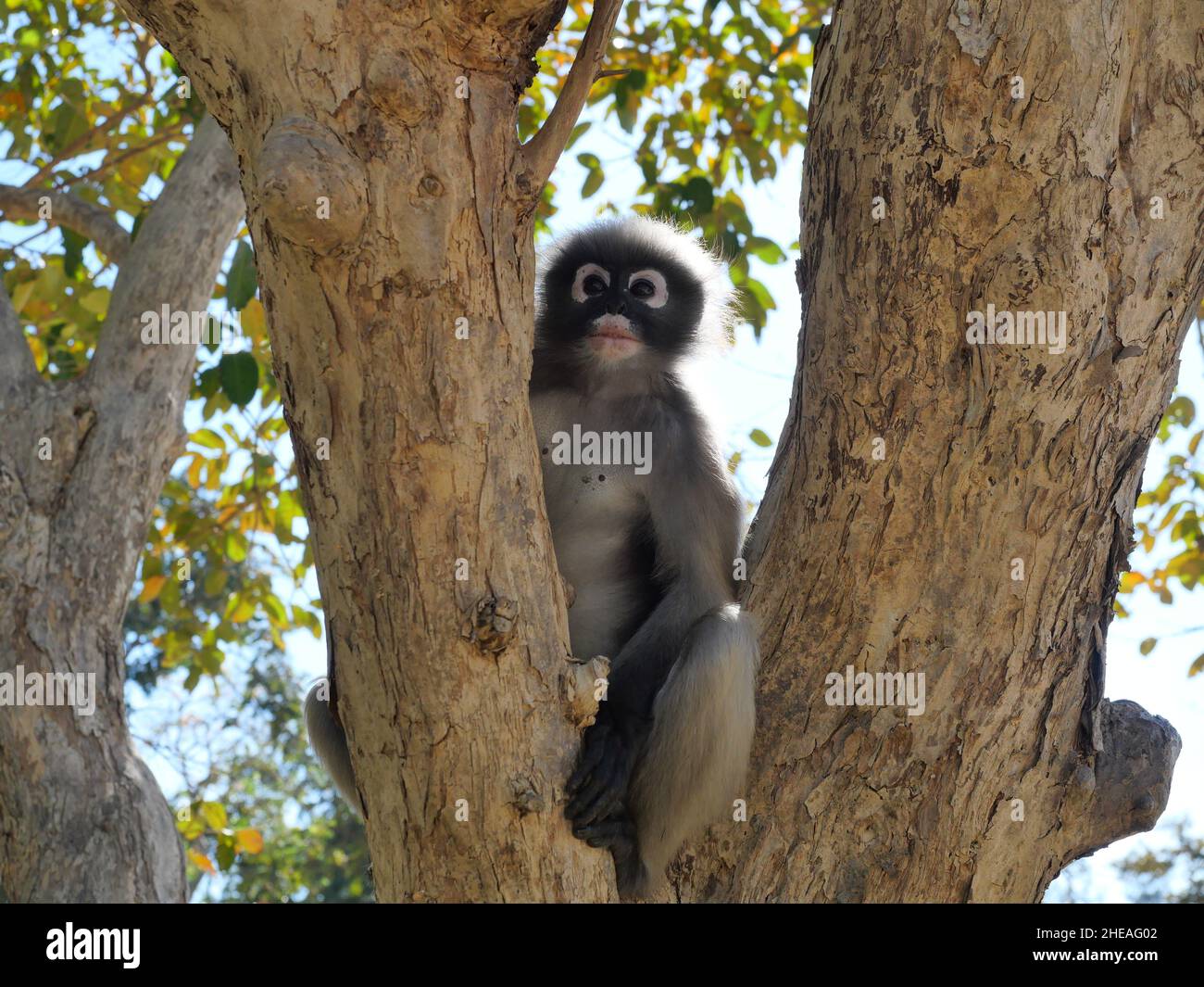 Dusky leaf monkey on tree, A forest mammal with green trees and shrubs ...