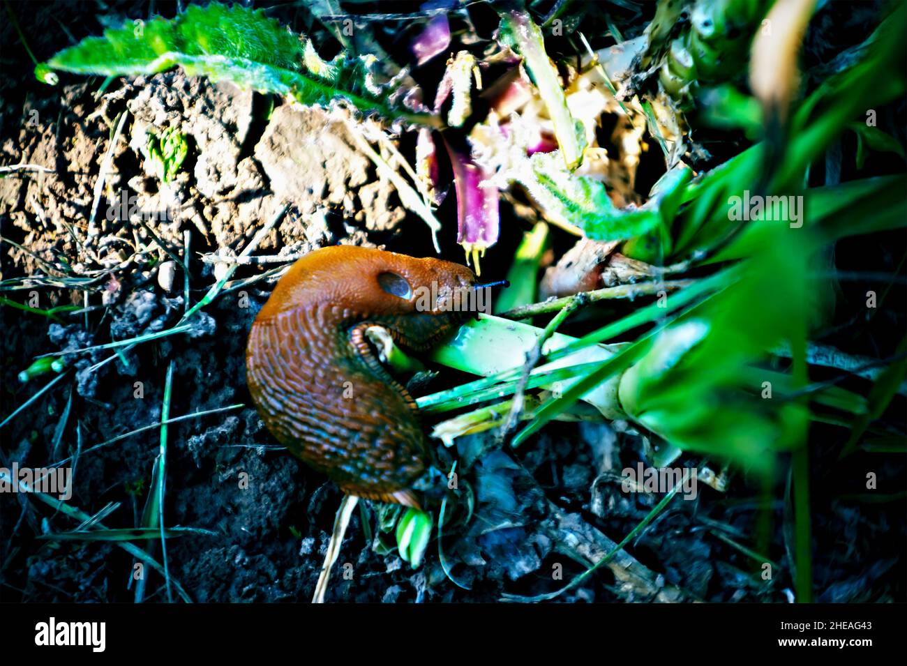 large slug on the ground in the garden, lomography Stock Photo - Alamy