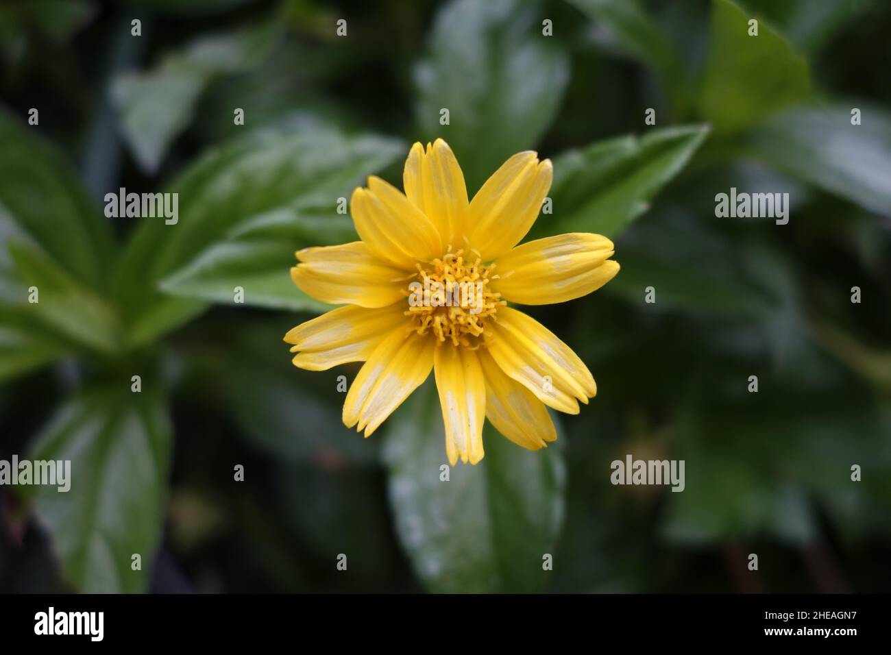 Shiny star daisy flower near garden Stock Photo - Alamy