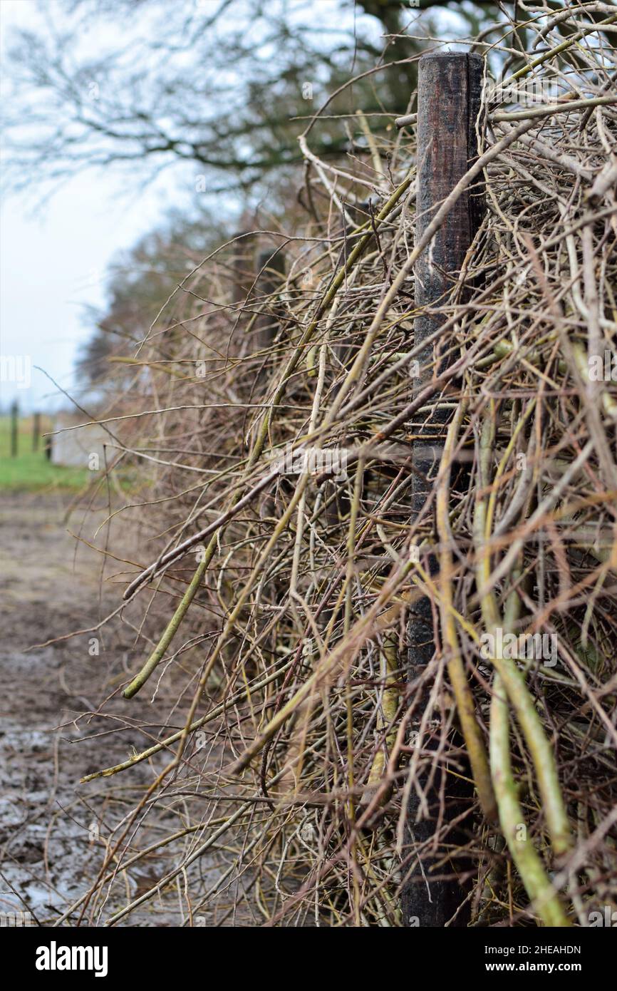 Paddock wood hi-res stock photography and images - Alamy