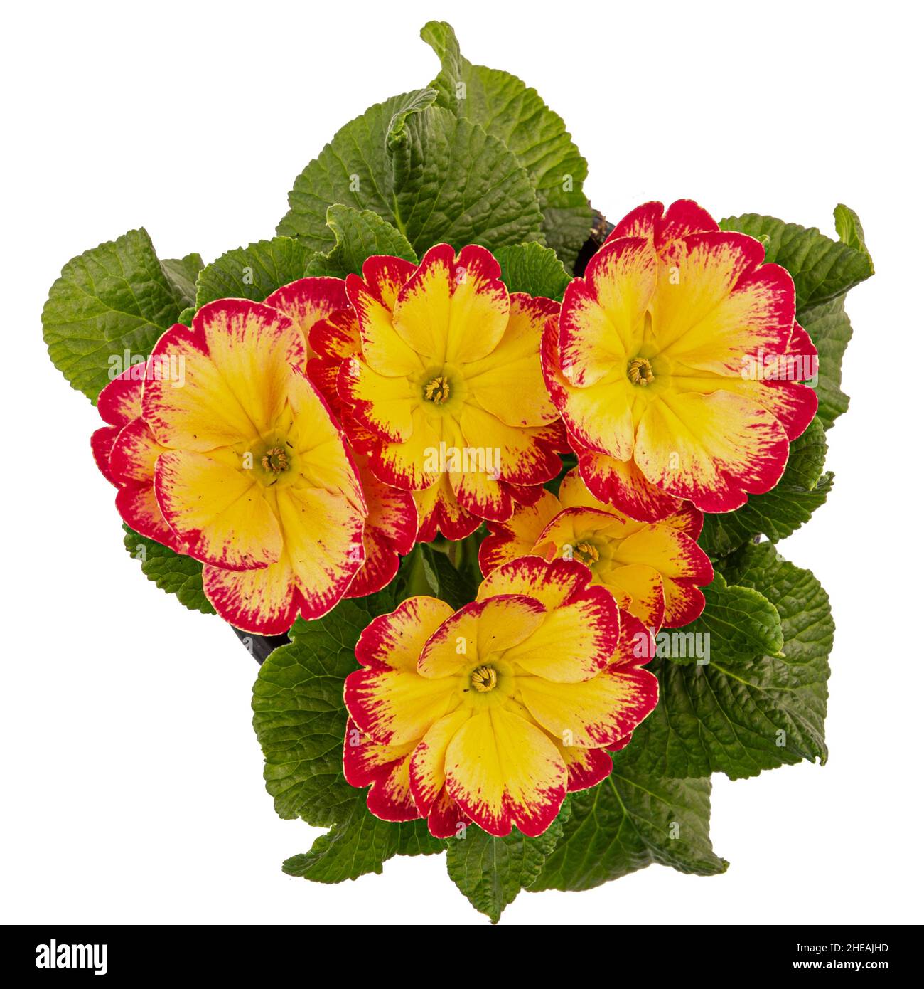 Bicolor primrose hi-res stock photography and images - Alamy