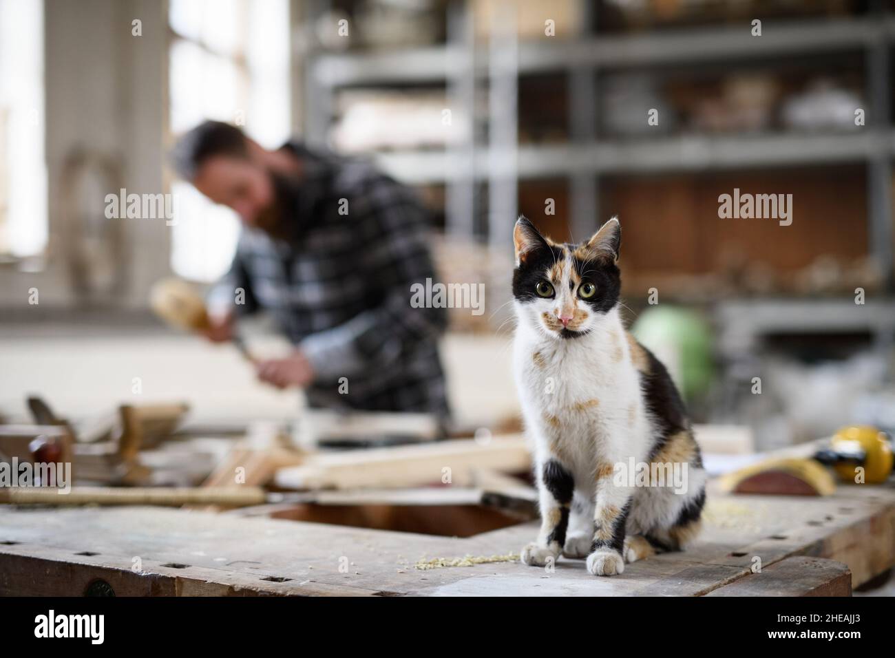 Cat sitting on work table and looking at camera indoors in carpentry ...
