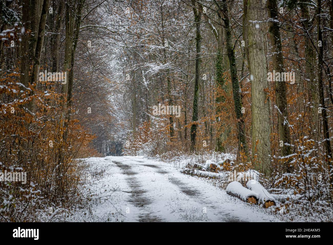 Forst path hi-res stock photography and images - Alamy