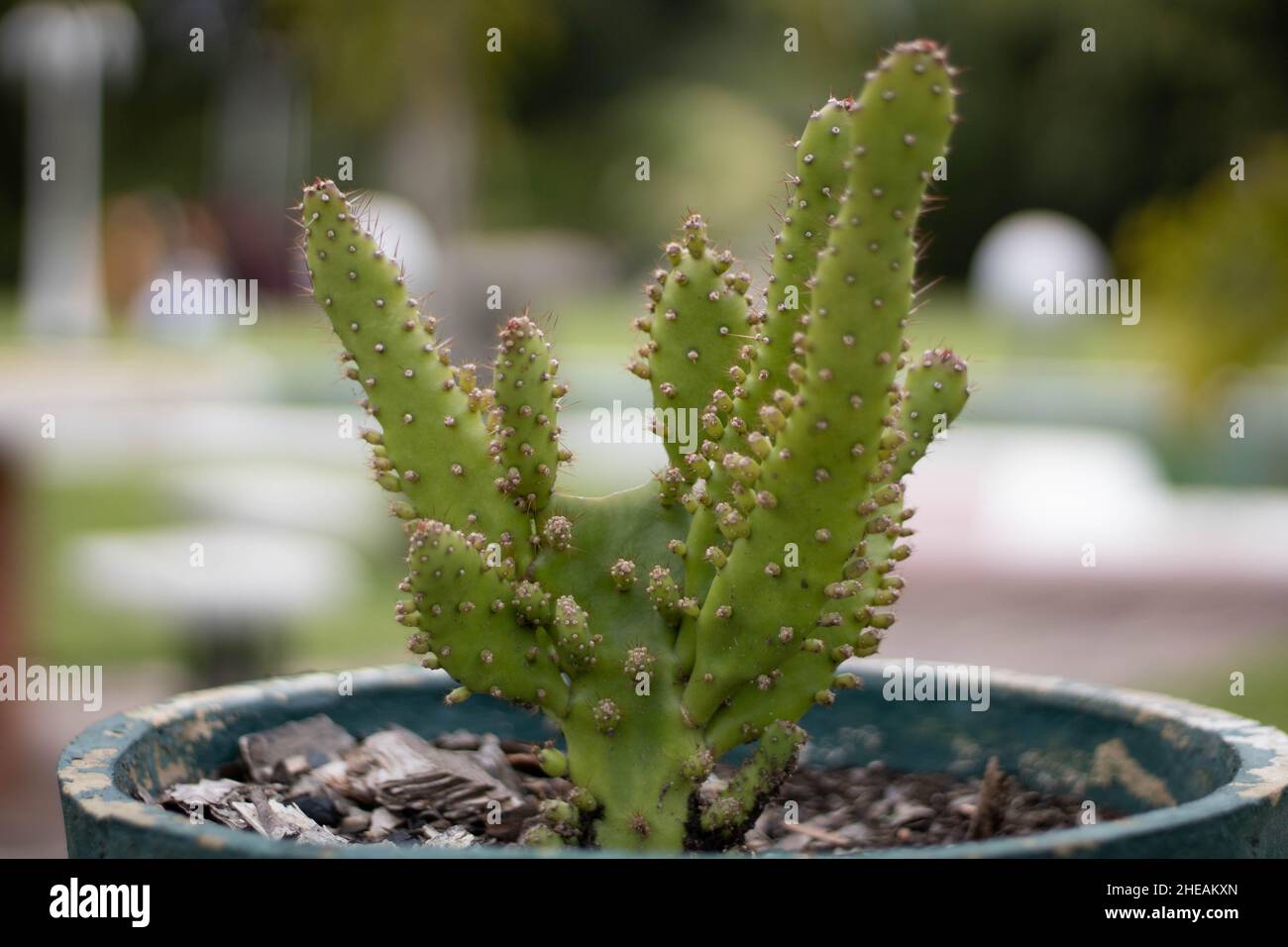 Opuntia tuna is a species of cactus in the genus Opuntia Stock Photo ...