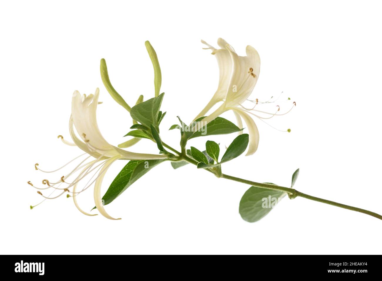 Honeysuckle flowers isolated on white background Stock Photo - Alamy