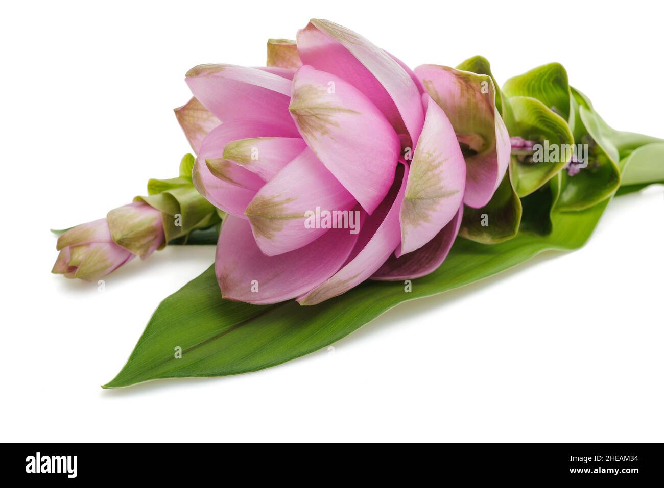 curcuma flowers isolated on white background Stock Photo - Alamy