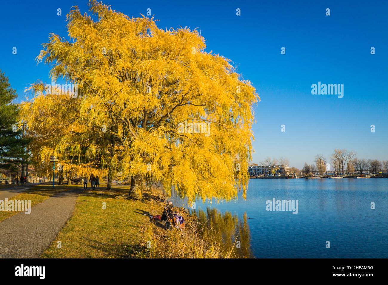 Montreal yellow tree hi-res stock photography and images - Alamy