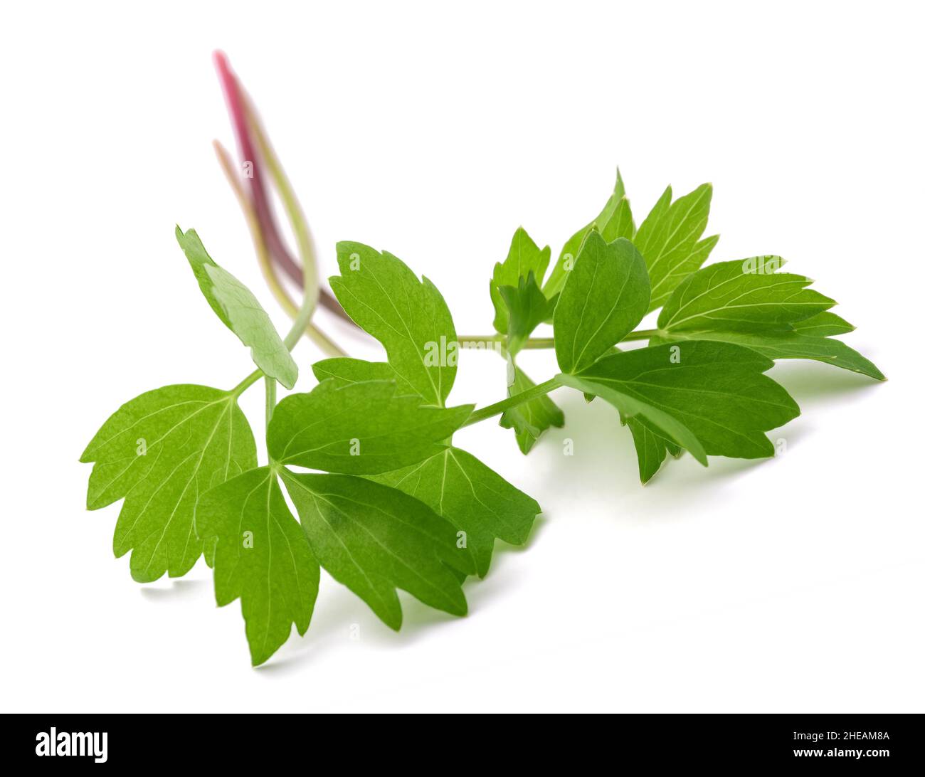 fresh lovage isolated on the white background Stock Photo - Alamy