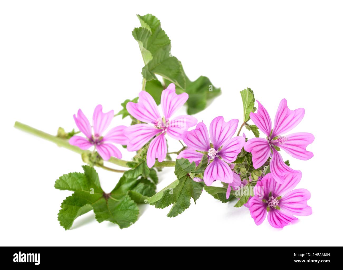 Common mallow flowers isolated on white background Stock Photo - Alamy