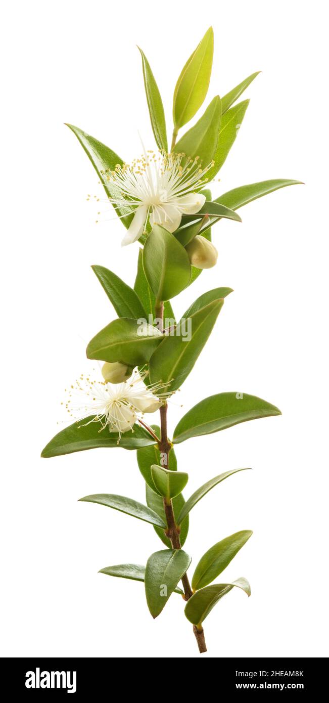 Common myrtle branch with flowers isolated on white Stock Photo - Alamy